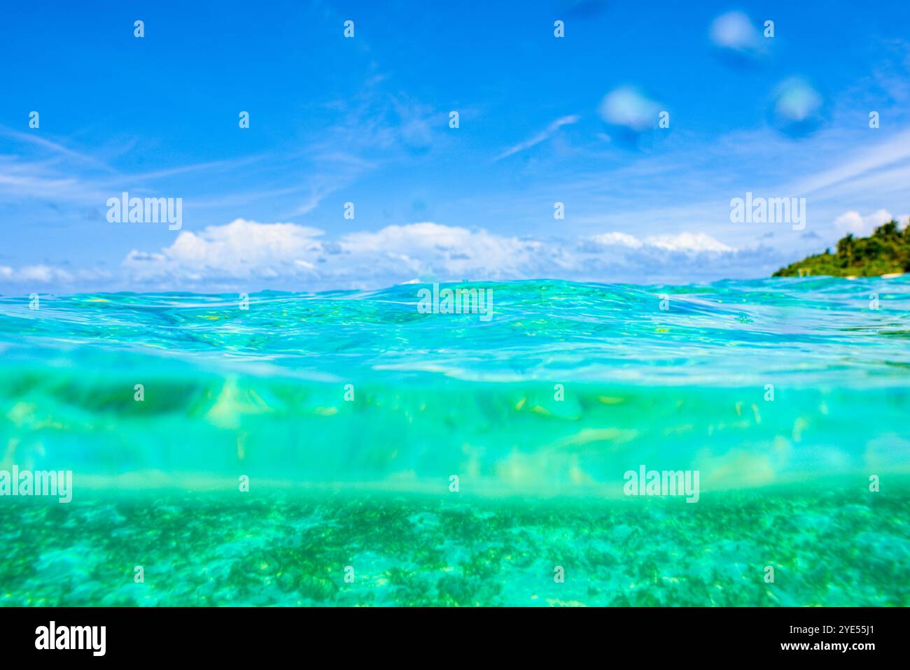 The magnificent underwater world of the Maldives. Omadhoo (Alif Dhaal Atoll Stock Photo - Alamy