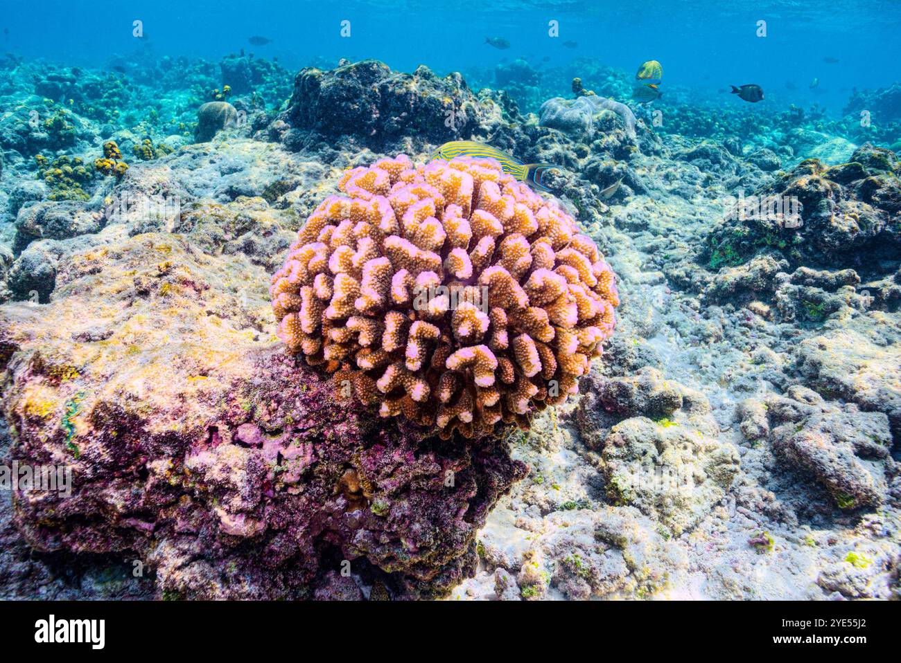 The magnificent underwater world of the Maldives. Omadhoo (Alif Dhaal ...