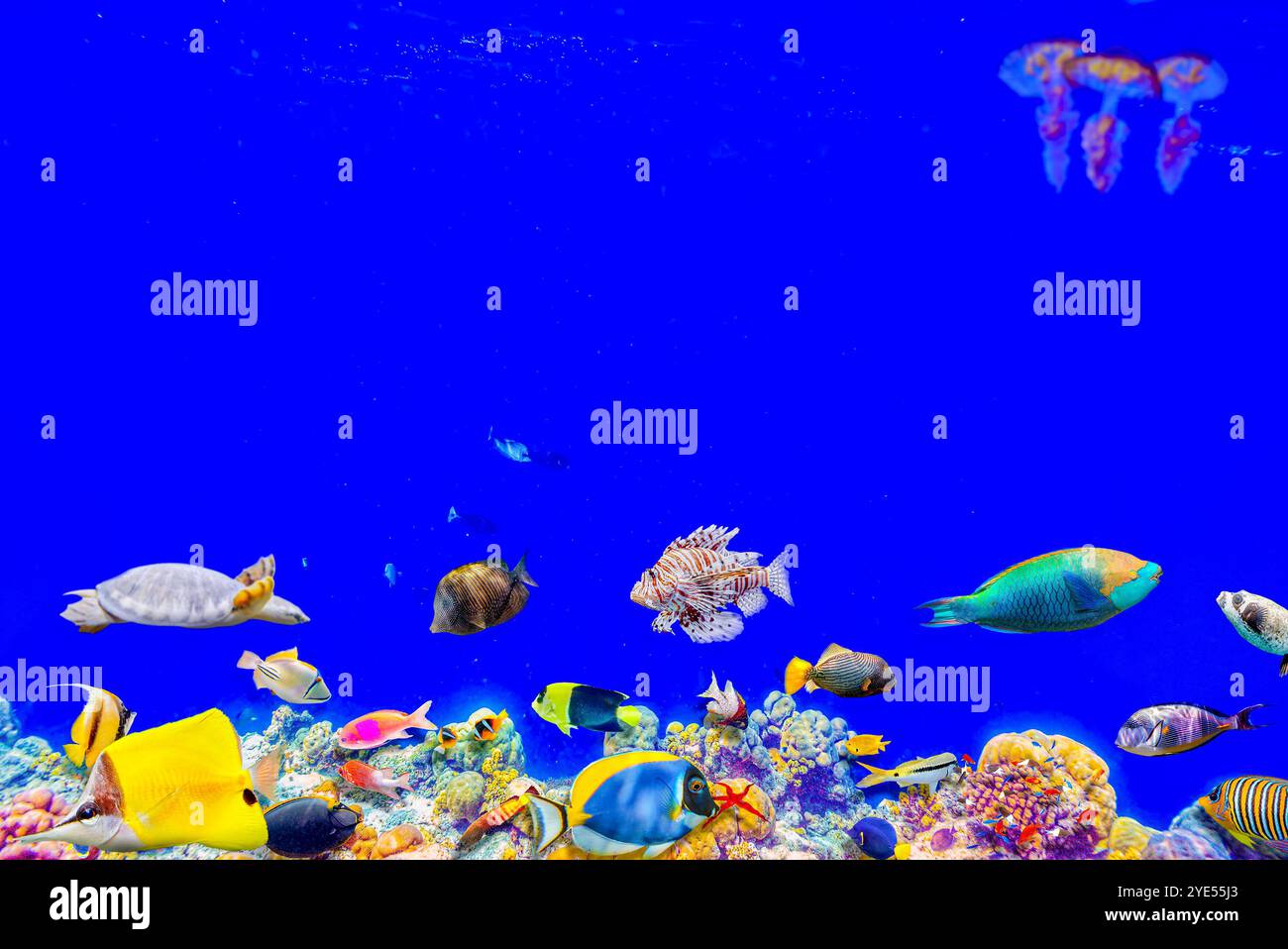 The magnificent underwater world of the Maldives. Omadhoo (Alif Dhaal ...