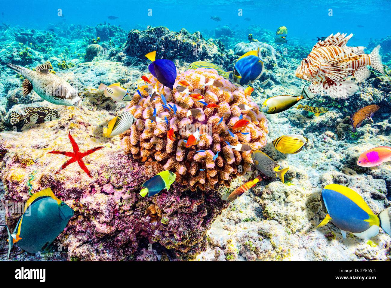 The magnificent underwater world of the Maldives. Omadhoo (Alif Dhaal ...