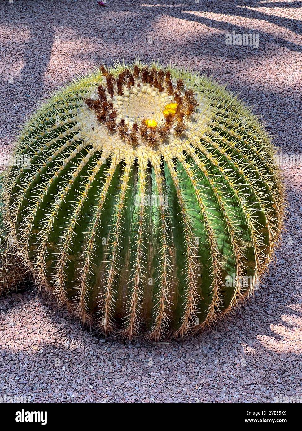 Cactaceae cacti cactus caryophyllales hi-res stock photography and ...