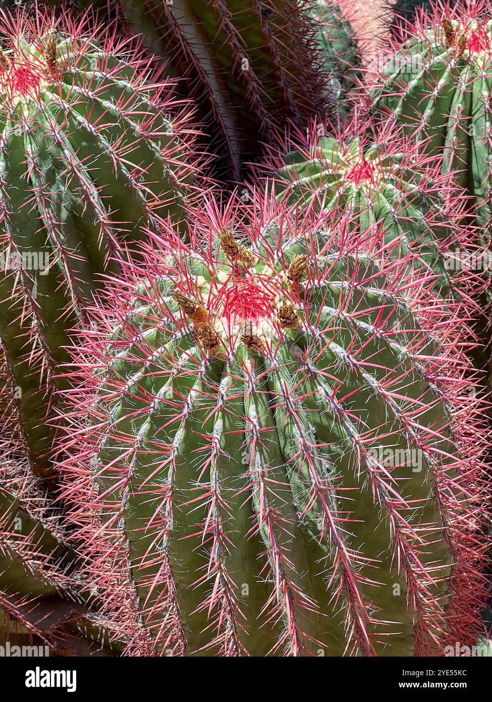 Mexican fire barrel cactus close hi-res stock photography and images ...