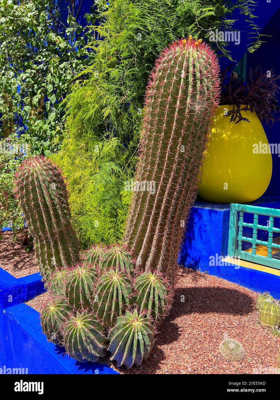 Mexican fire barrel cactus Stock Photo - Alamy