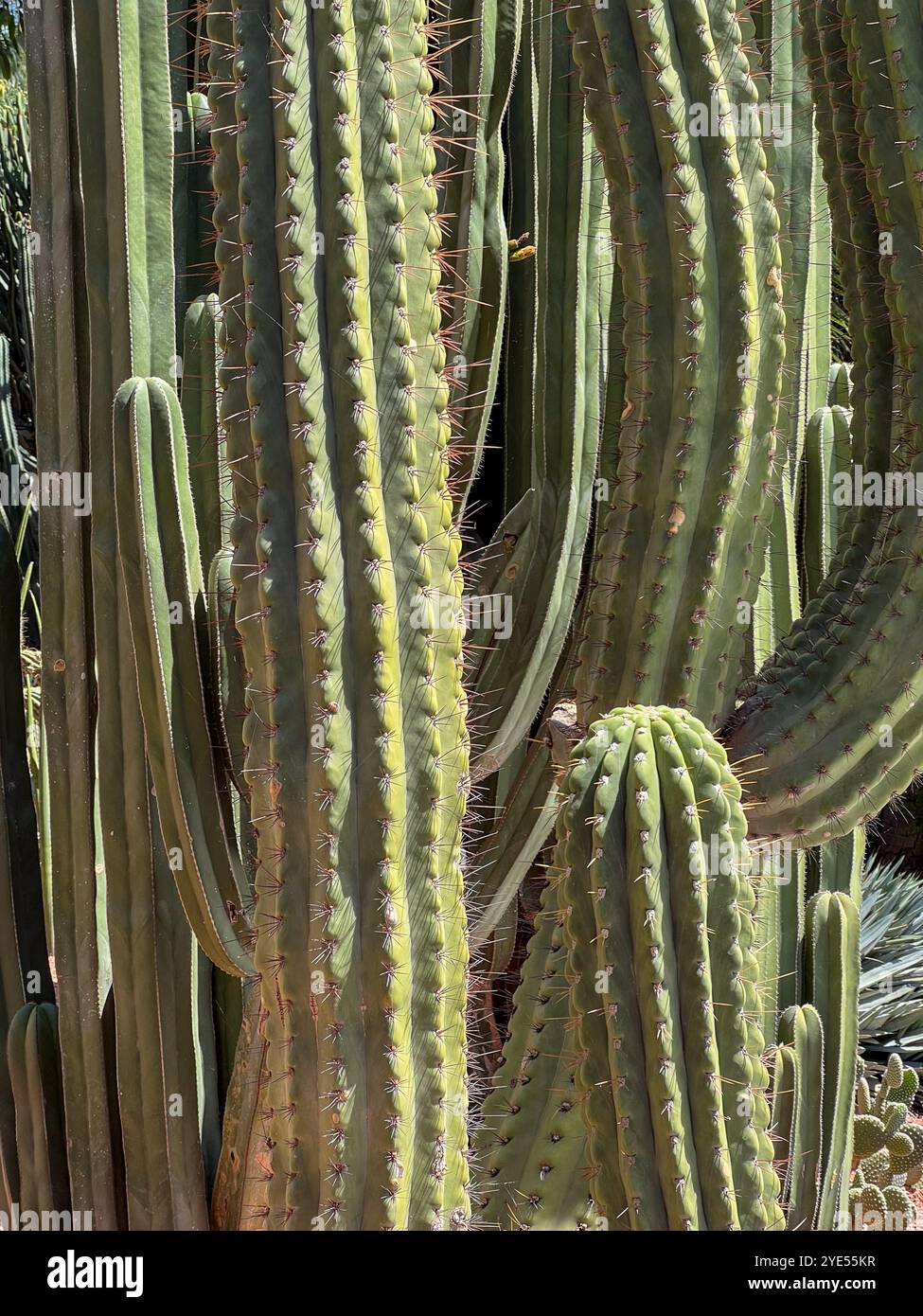 Elephant cactus hi-res stock photography and images - Alamy