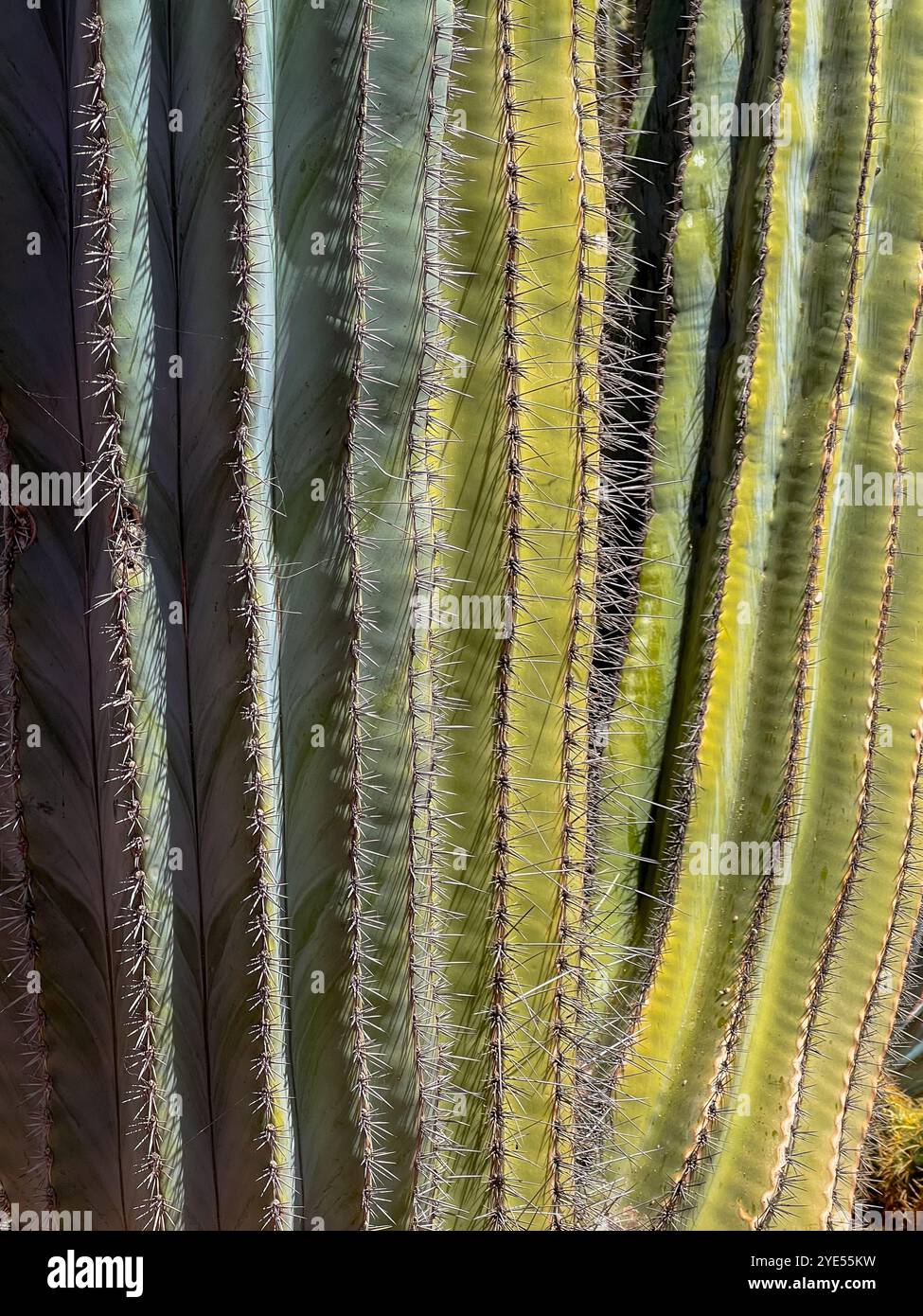 Mexican giant cardon hi-res stock photography and images - Alamy