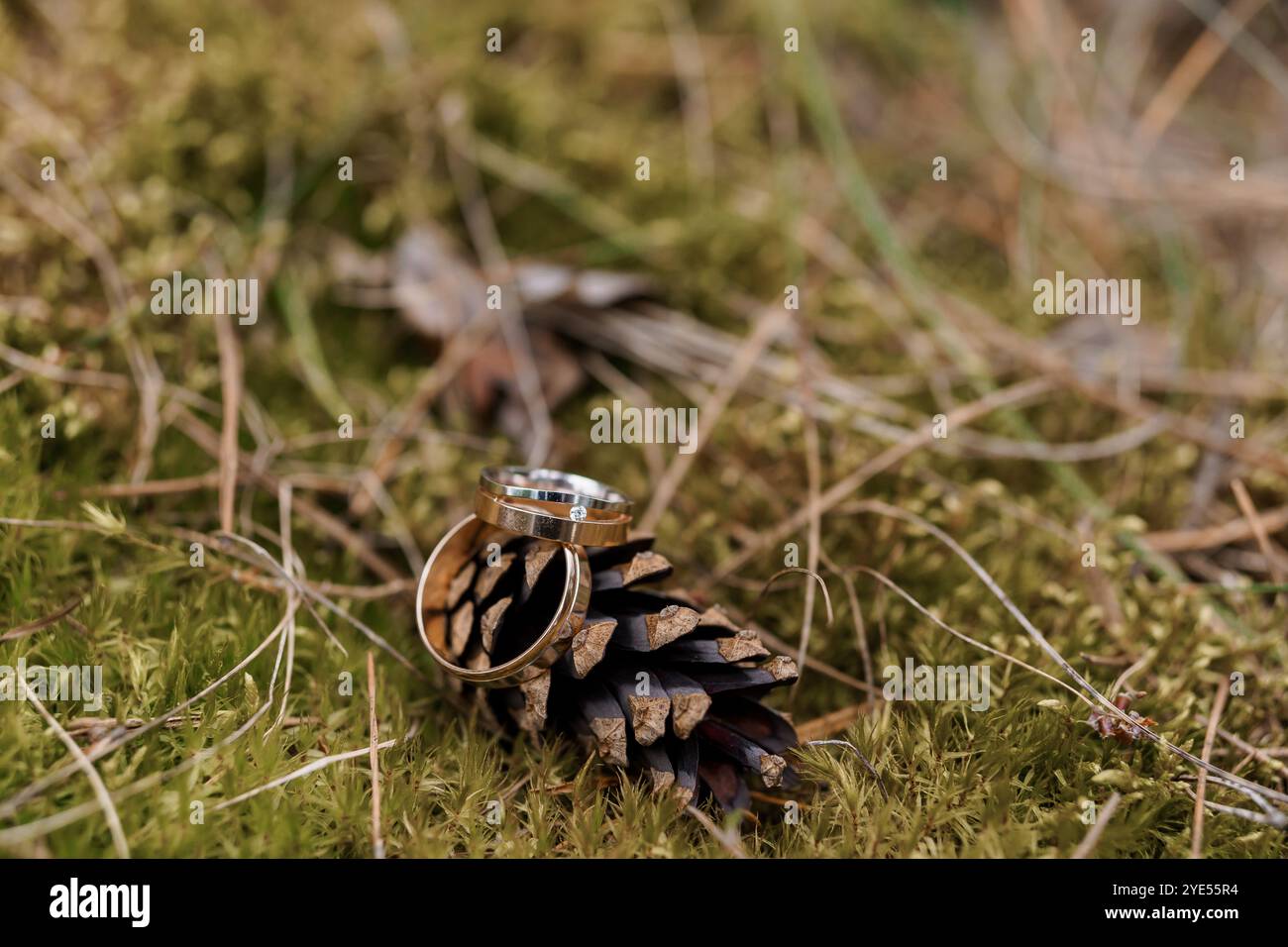 Elegant Wedding Rings Resting on a Pine Cone Surrounded by Nature Stock ...