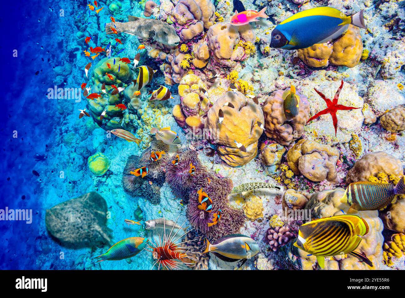 The magnificent underwater world of the Maldives. Omadhoo (Alif Dhaal ...