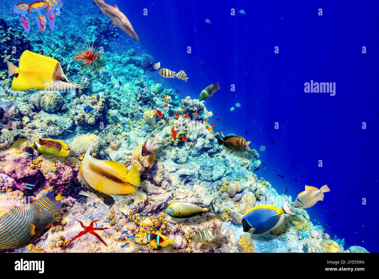 The magnificent underwater world of the Maldives. Omadhoo (Alif Dhaal ...