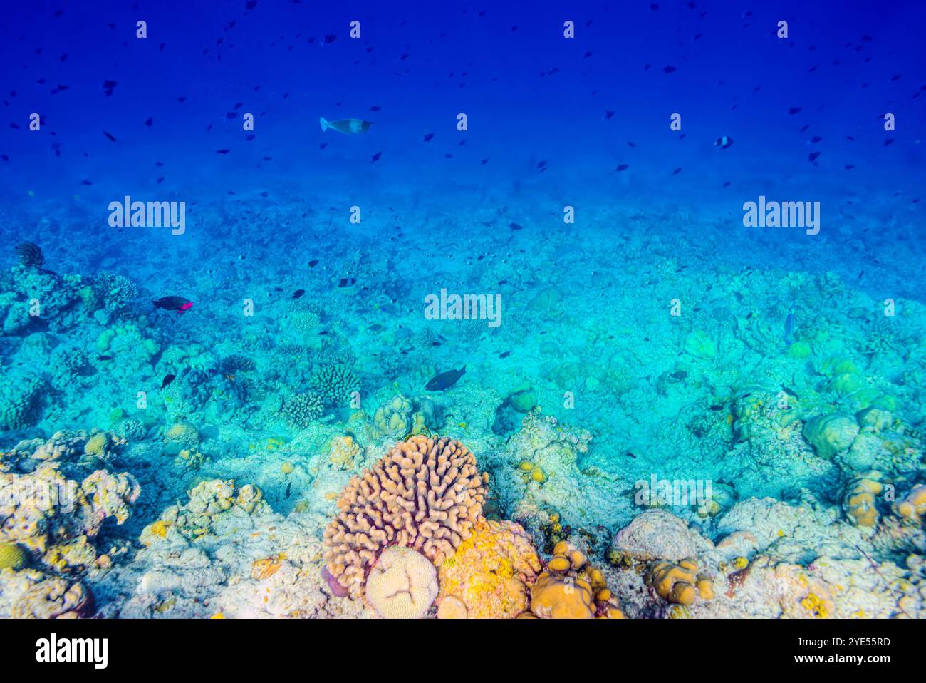 The magnificent underwater world of the Maldives. Omadhoo (Alif Dhaal ...