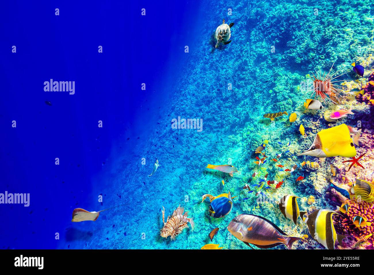 The magnificent underwater world of the Maldives. Omadhoo (Alif Dhaal ...