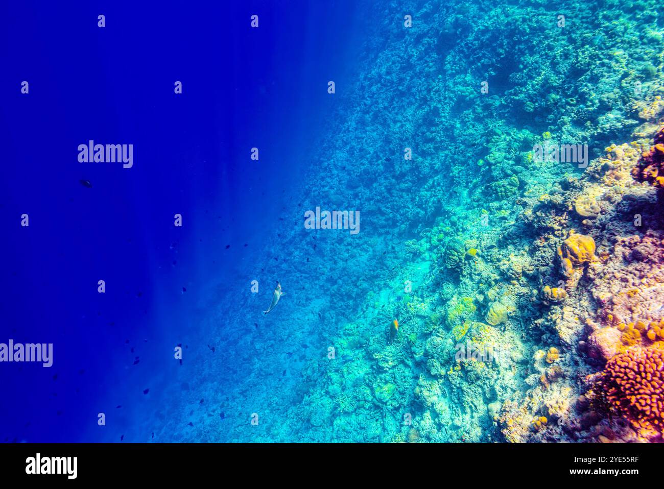 The magnificent underwater world of the Maldives. Omadhoo (Alif Dhaal ...