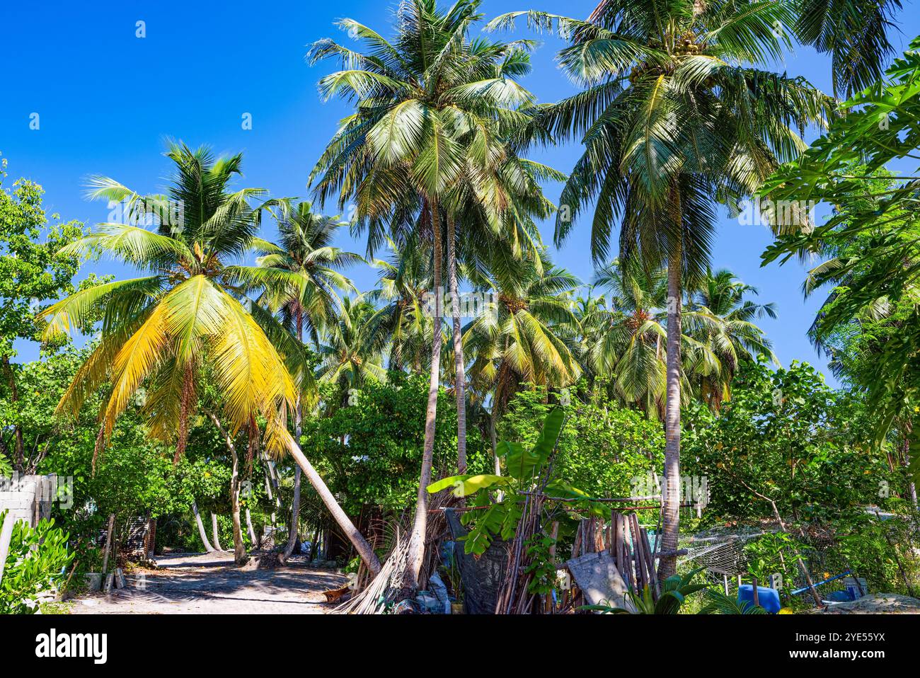 Shoreline of a tropical island in the Maldives and view of the Indian ...