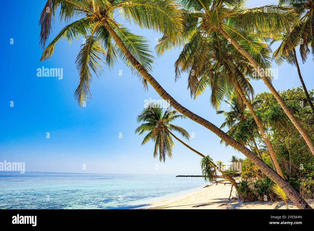Shoreline of a tropical island in the Maldives and view of the Indian Ocean. Omadhoo (Alif Dhaal ...