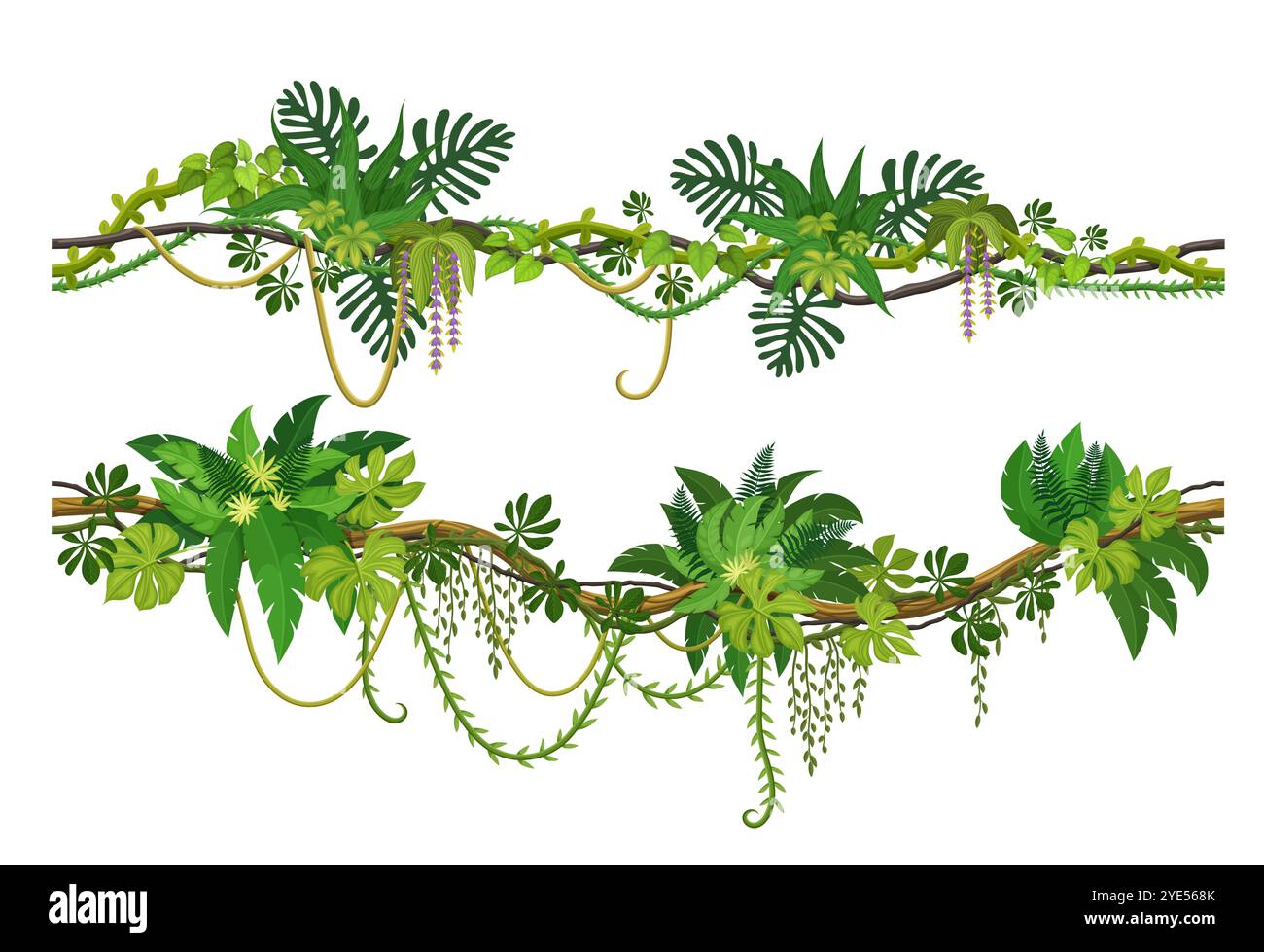 Liana vine branches of tropical jungle forest and ivy creeper climbing ...