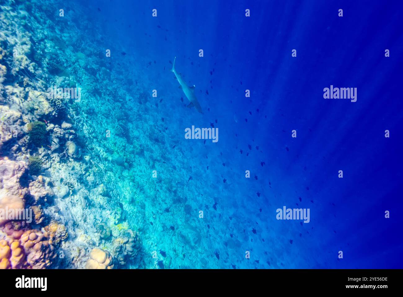The magnificent underwater world of the Maldives. Omadhoo (Alif Dhaal ...