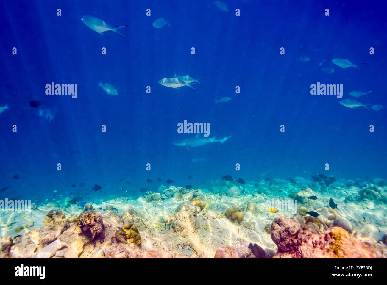 The magnificent underwater world of the Maldives. Omadhoo (Alif Dhaal ...