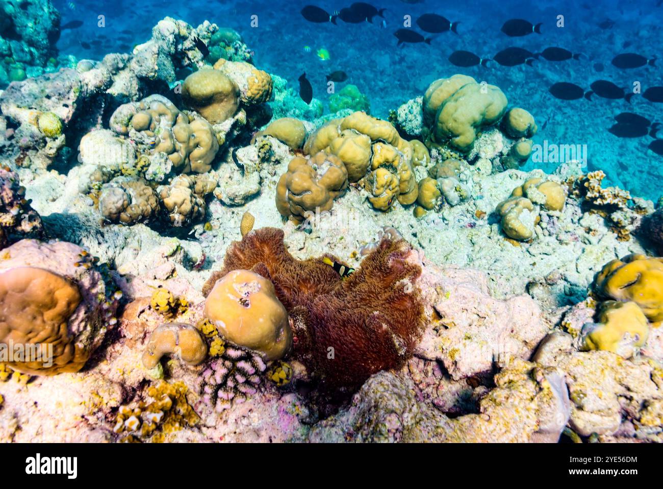 The magnificent underwater world of the Maldives. Omadhoo (Alif Dhaal ...
