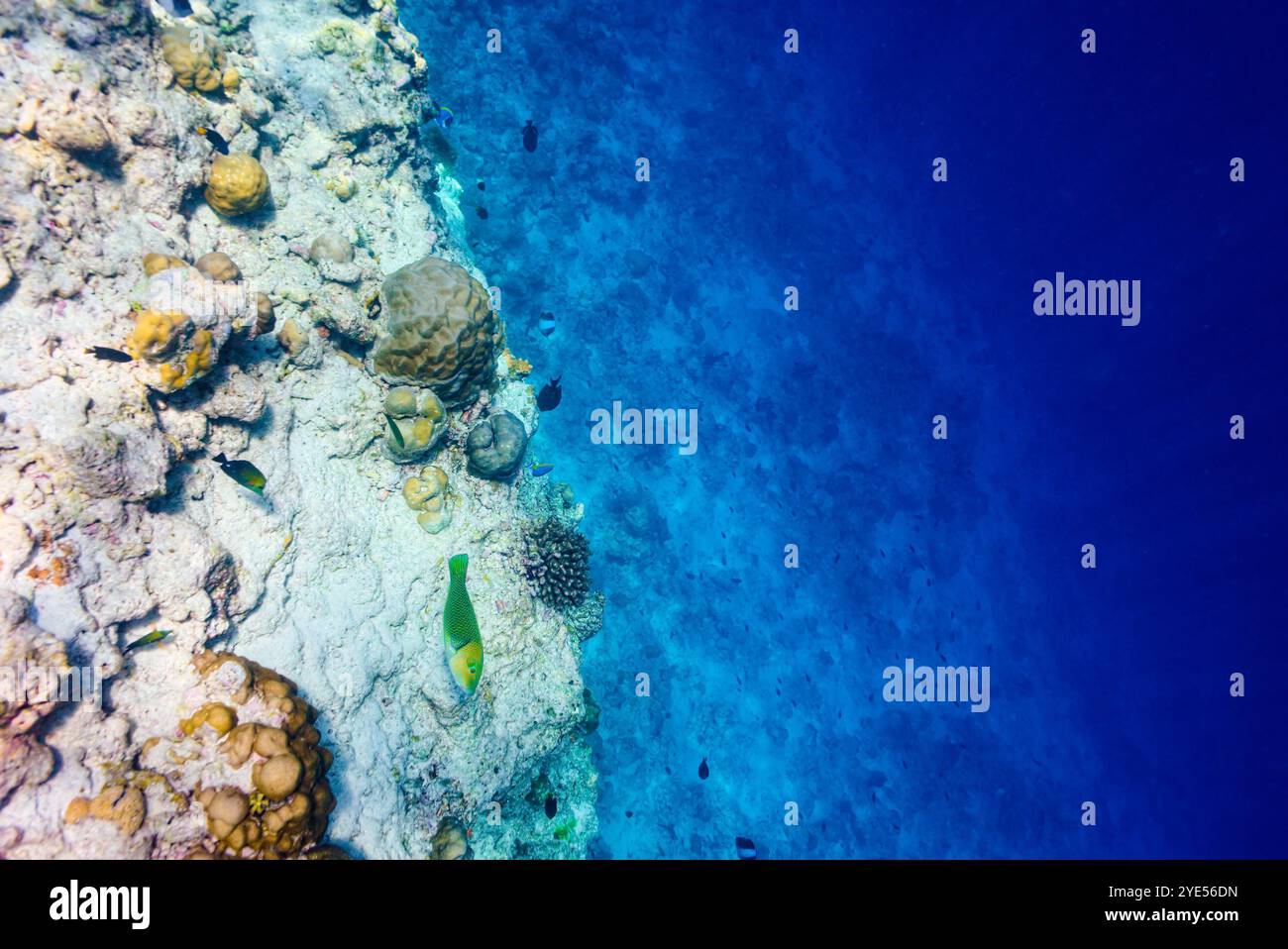 The magnificent underwater world of the Maldives. Omadhoo (Alif Dhaal ...