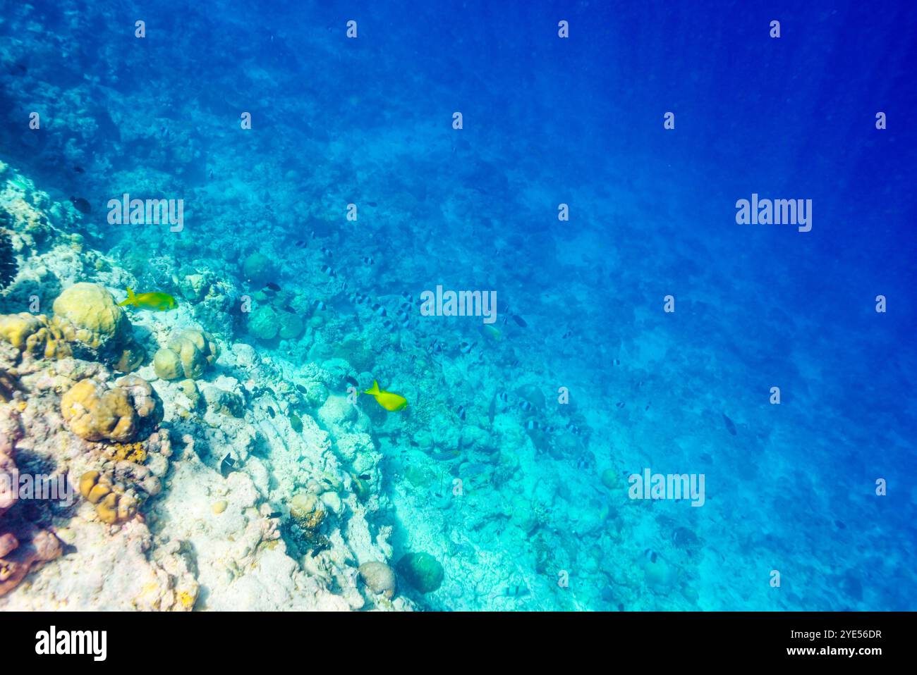 The magnificent underwater world of the Maldives. Omadhoo (Alif Dhaal ...