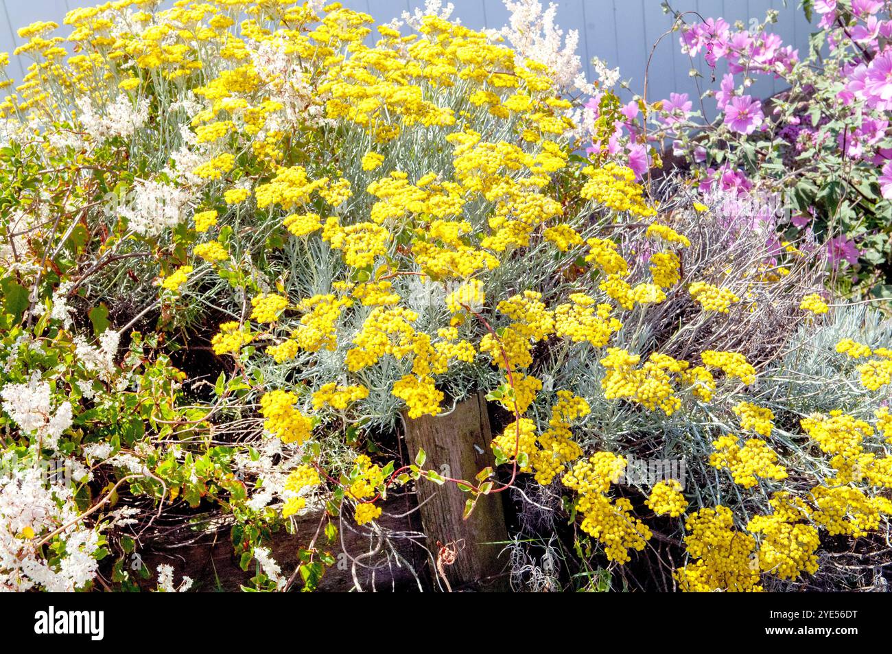 Plant on the beach at Dungeness beach, New Romeny Stock Photo - Alamy