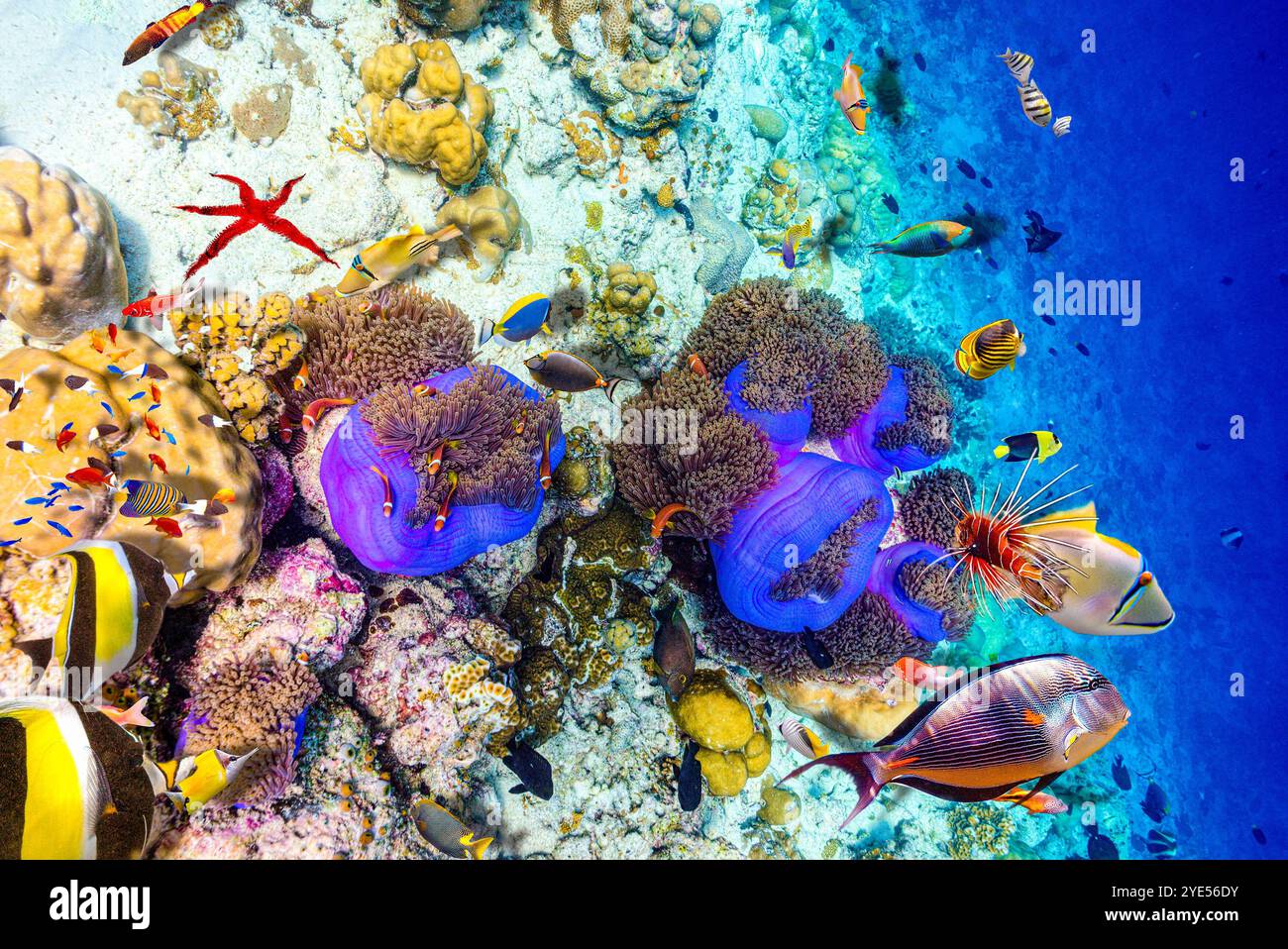 The magnificent underwater world of the Maldives. Omadhoo (Alif Dhaal ...