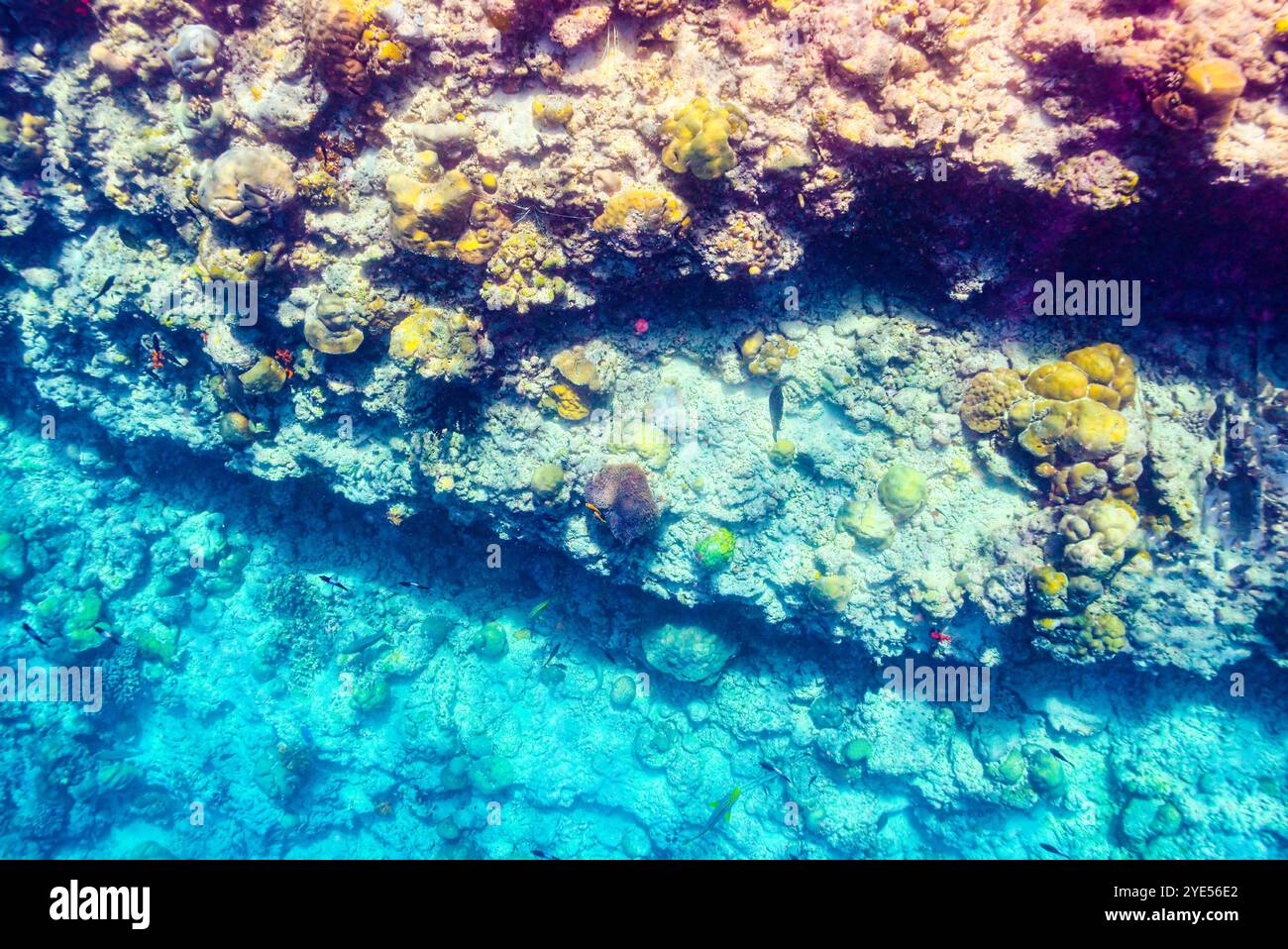 The magnificent underwater world of the Maldives. Omadhoo (Alif Dhaal ...