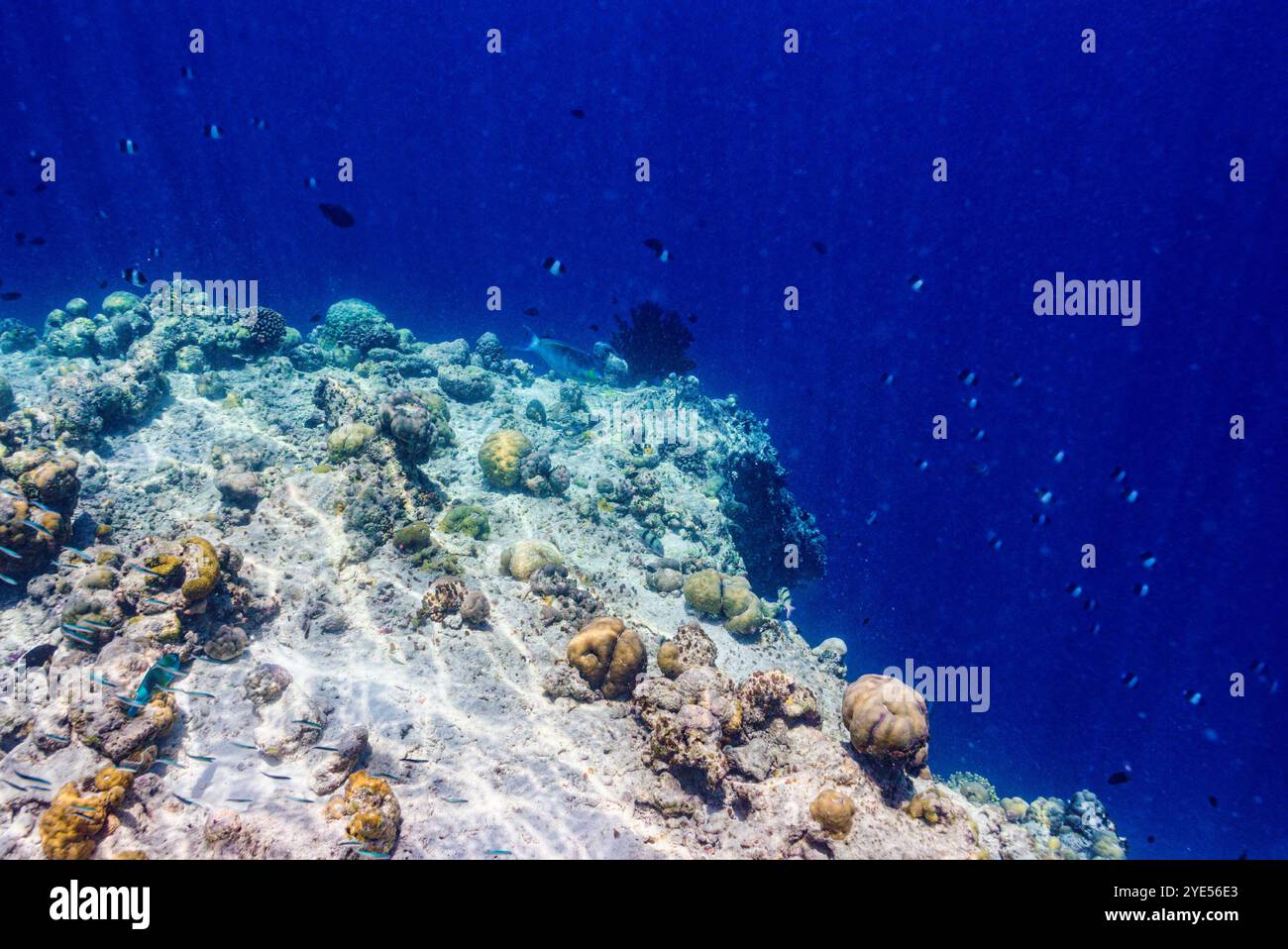 The magnificent underwater world of the Maldives. Omadhoo (Alif Dhaal ...