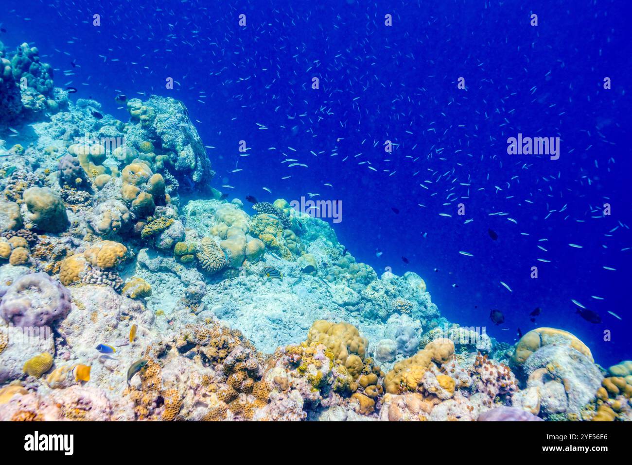 The magnificent underwater world of the Maldives. Omadhoo (Alif Dhaal ...