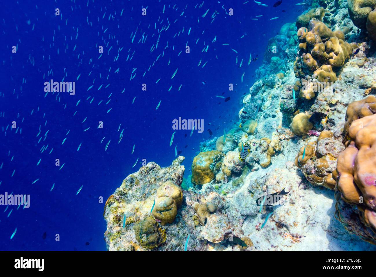 The magnificent underwater world of the Maldives. Omadhoo (Alif Dhaal ...