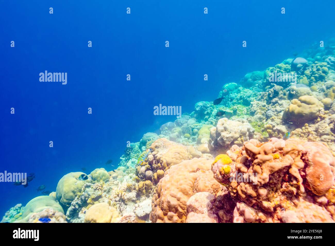 The magnificent underwater world of the Maldives. Omadhoo (Alif Dhaal ...