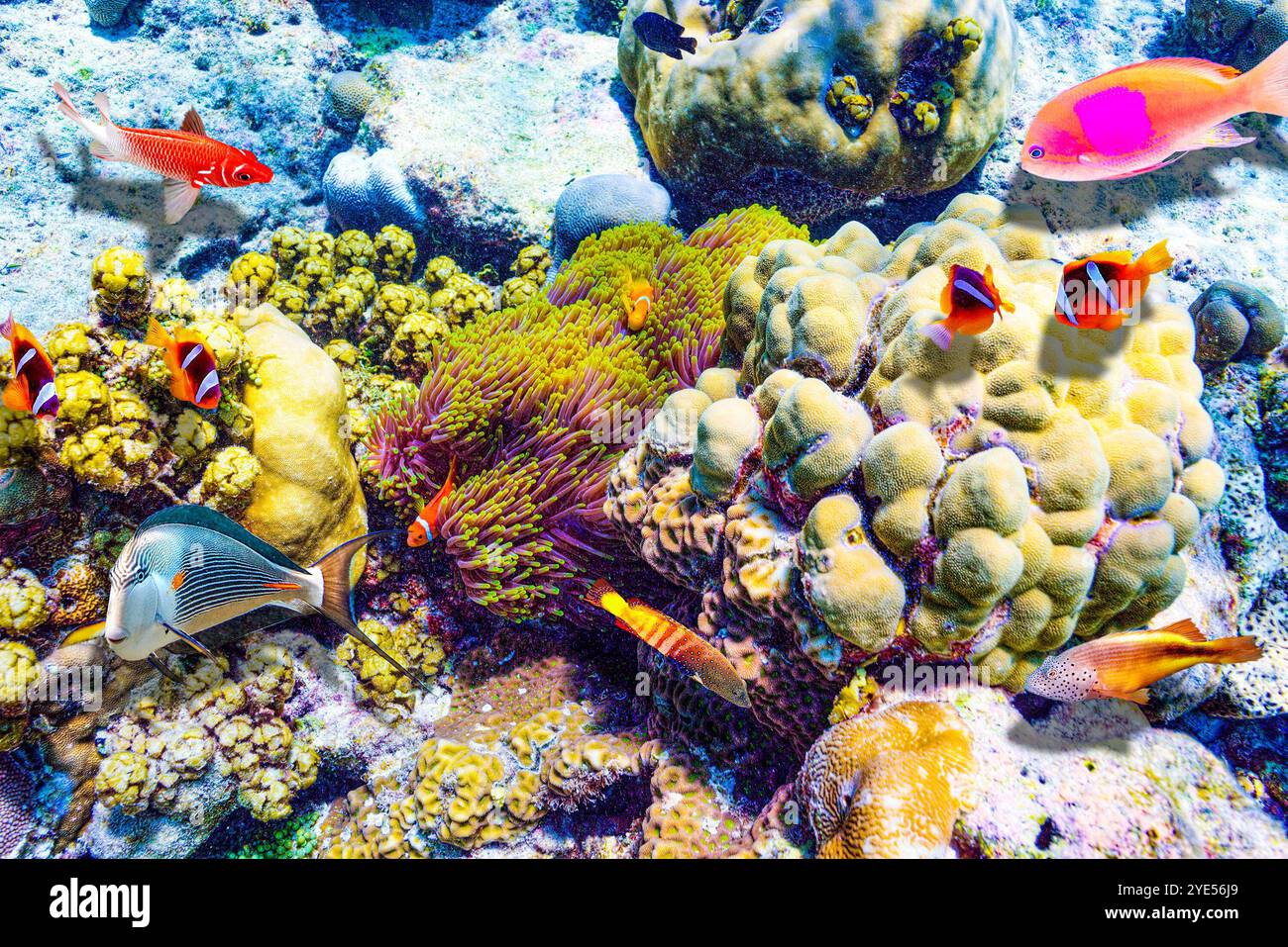 The magnificent underwater world of the Maldives. Omadhoo (Alif Dhaal Atoll Stock Photo - Alamy
