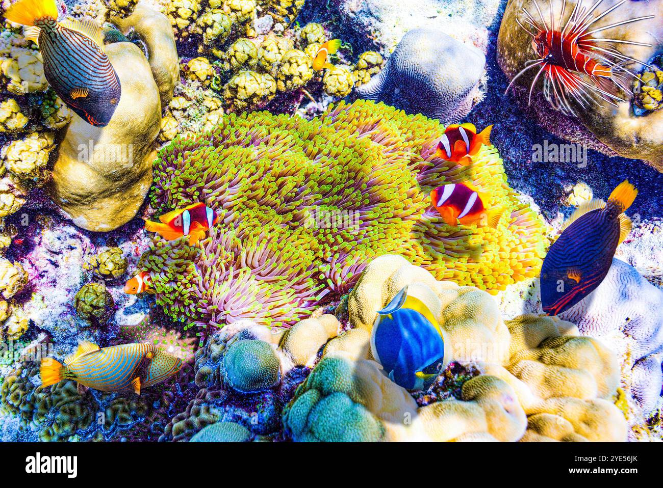 The magnificent underwater world of the Maldives. Omadhoo (Alif Dhaal Atoll Stock Photo - Alamy
