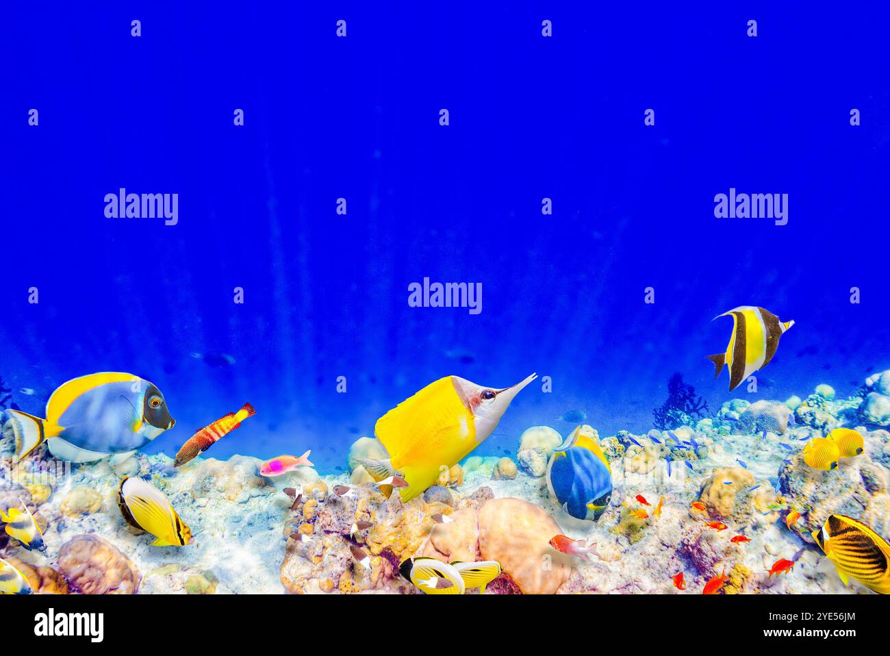 The magnificent underwater world of the Maldives. Omadhoo (Alif Dhaal Atoll Stock Photo - Alamy