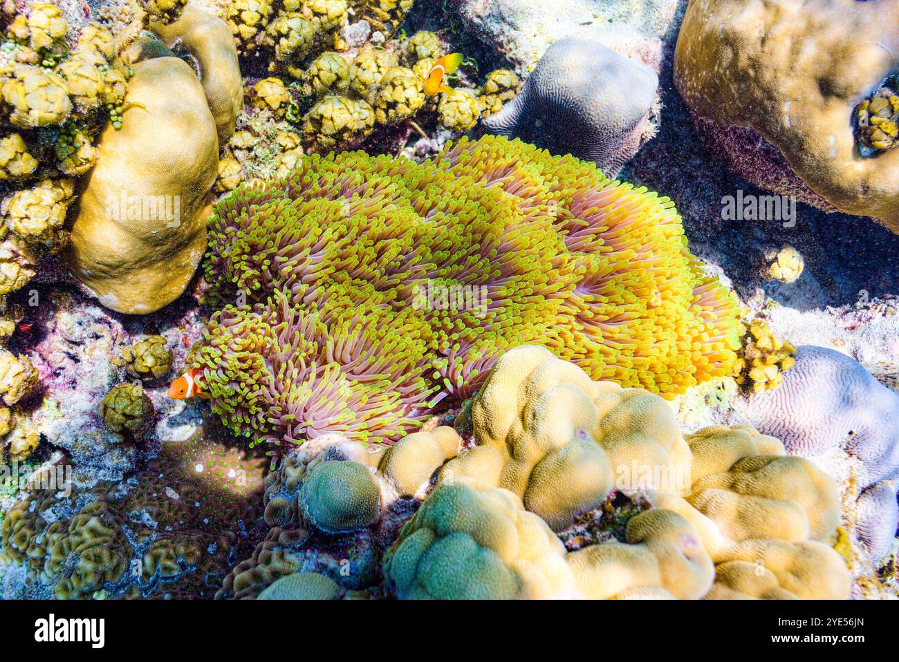 The magnificent underwater world of the Maldives. Omadhoo (Alif Dhaal ...
