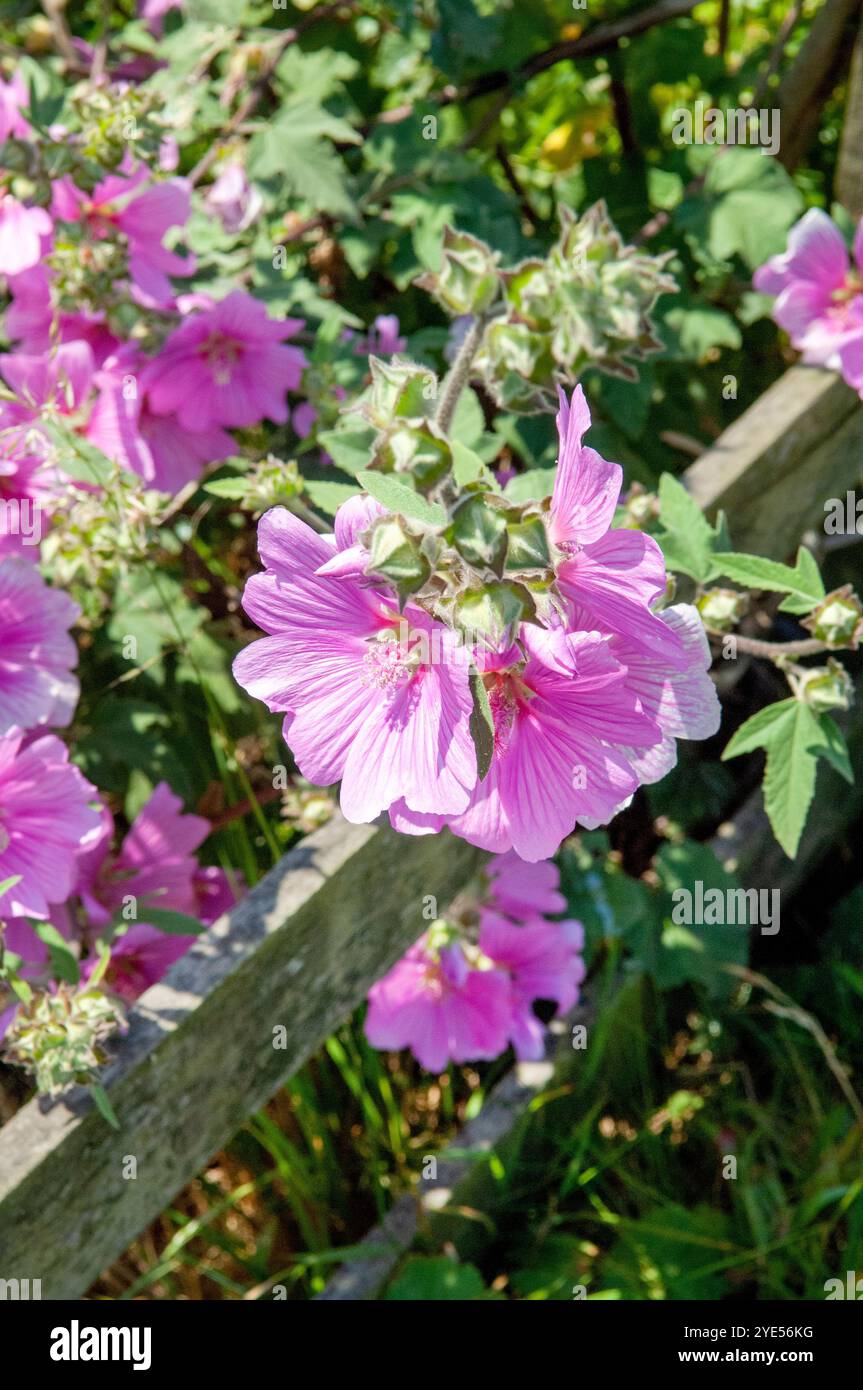 Plant on the beach at Dungeness beach, New Romeny Stock Photo - Alamy