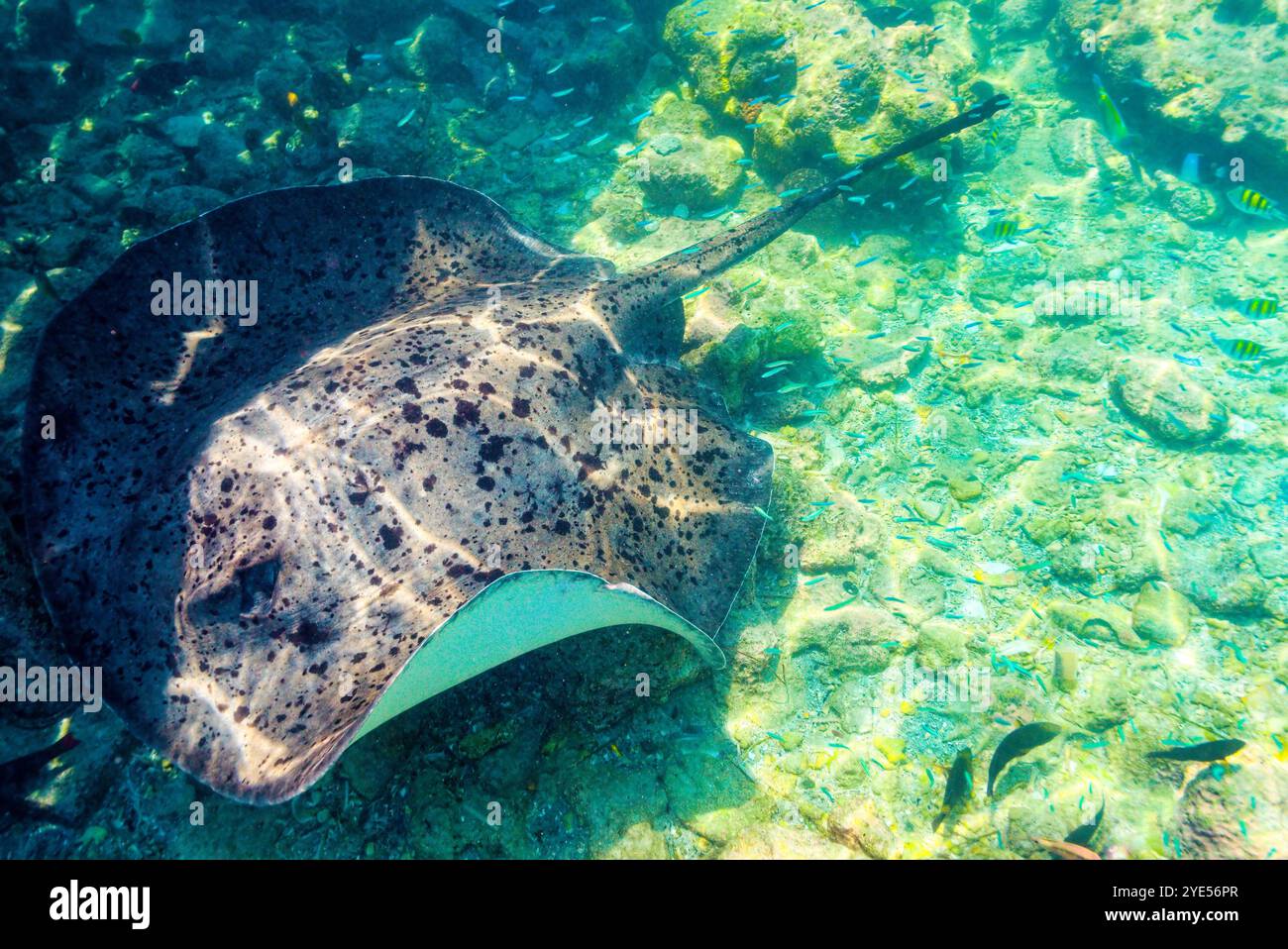 The magnificent underwater world of the Maldives. Omadhoo (Alif Dhaal ...