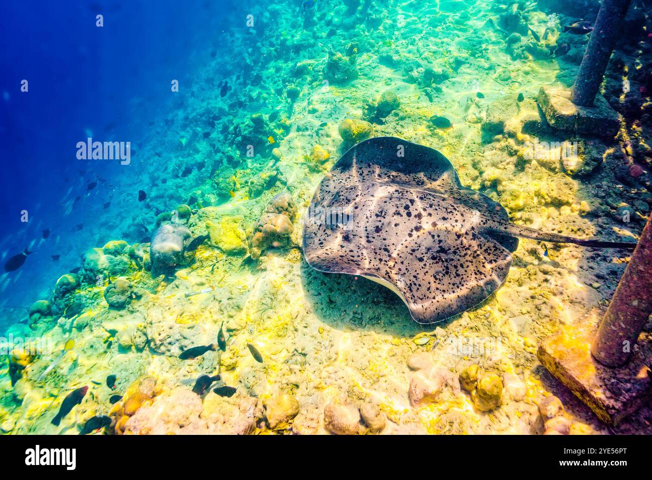 The magnificent underwater world of the Maldives. Omadhoo (Alif Dhaal ...