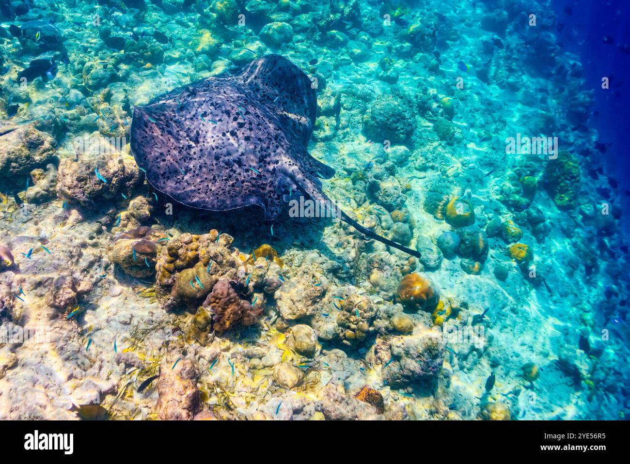 The magnificent underwater world of the Maldives. Omadhoo (Alif Dhaal ...
