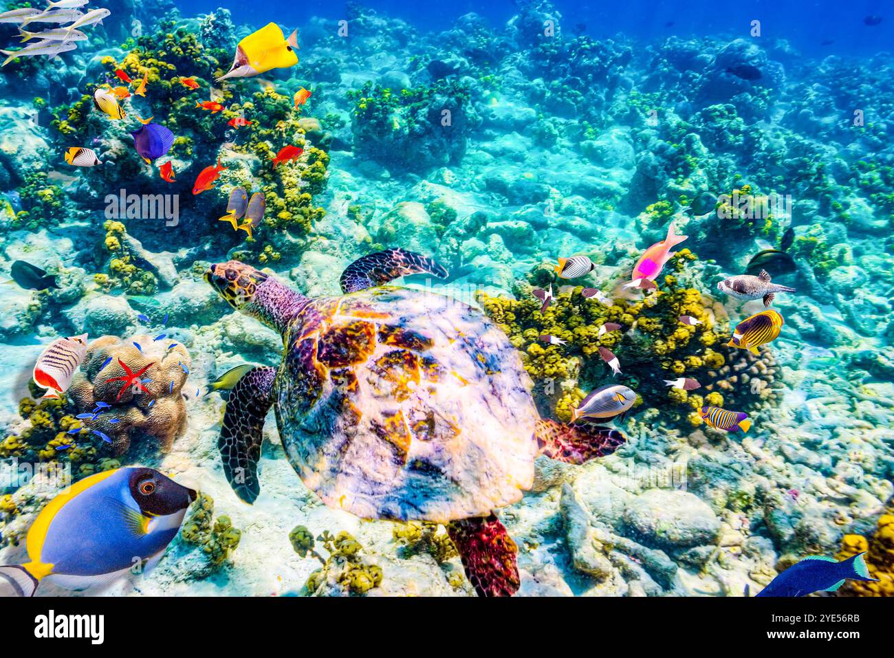 The magnificent underwater world of the Maldives. Omadhoo (Alif Dhaal Atoll Stock Photo - Alamy