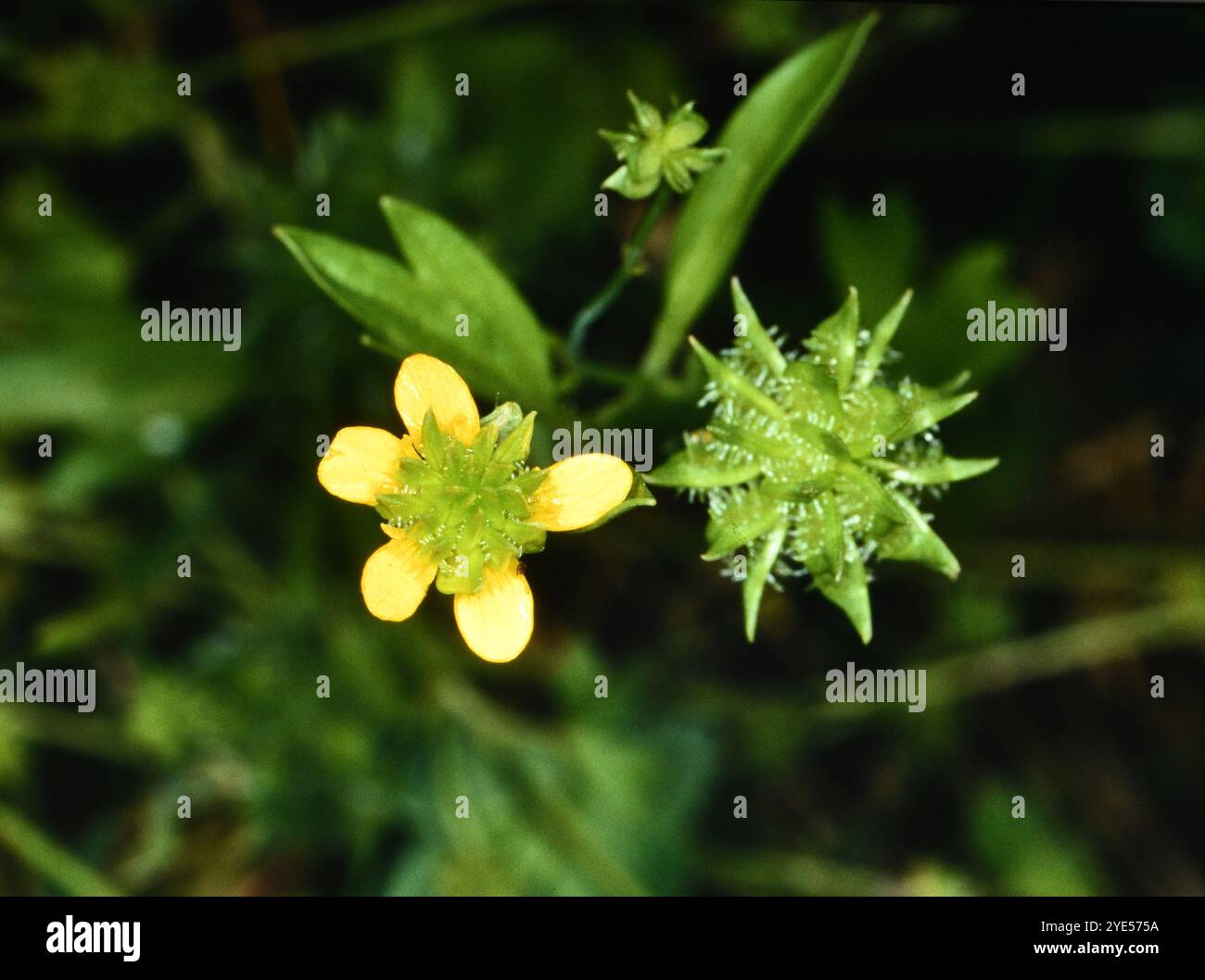 Prickly fruited hi-res stock photography and images - Alamy