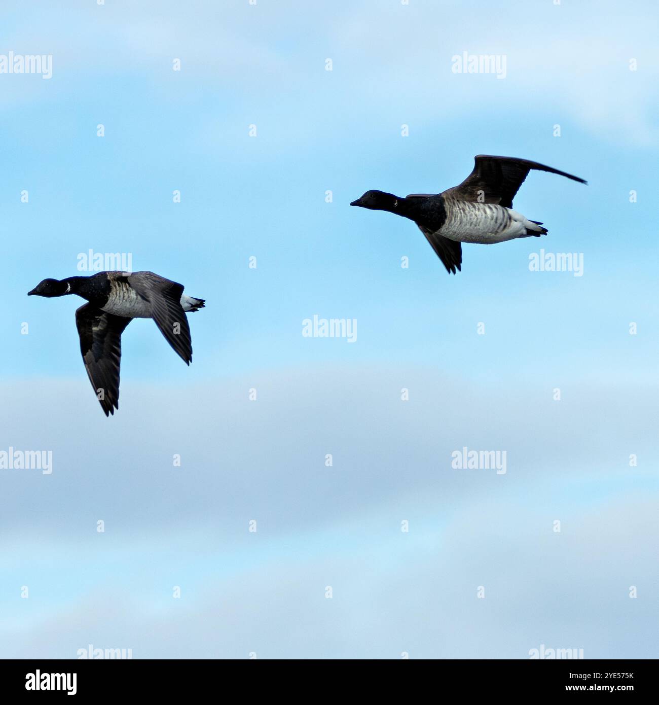 Brent Geese in flight over Bull Island. Feeds on eelgrass and algae ...