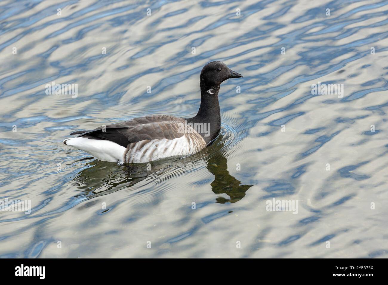 Brent Geese in flight over Bull Island. Feeds on eelgrass and algae ...