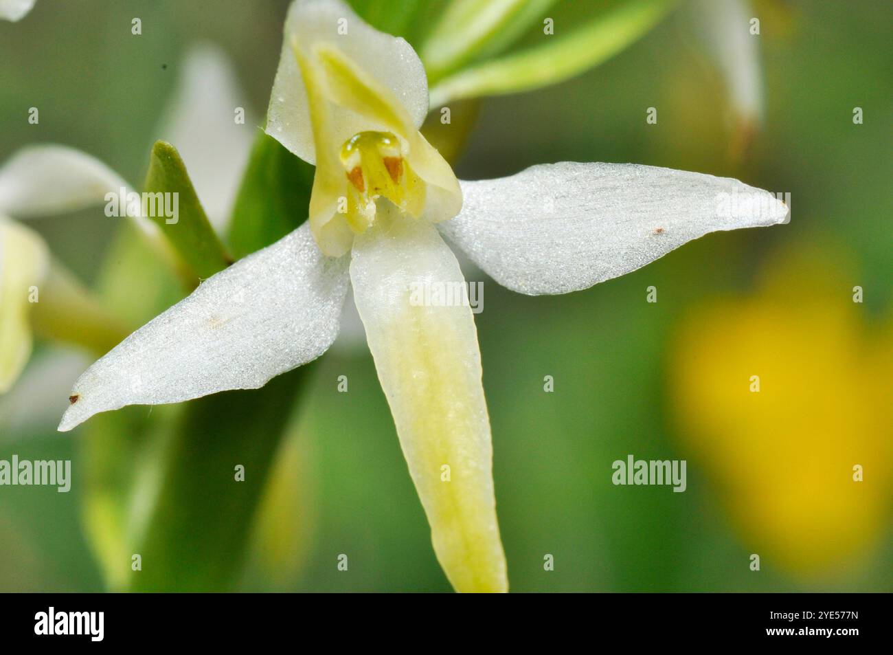 Lesser Butterfly Orchid "Platanthera bifolia" grows on calcareous soil ...