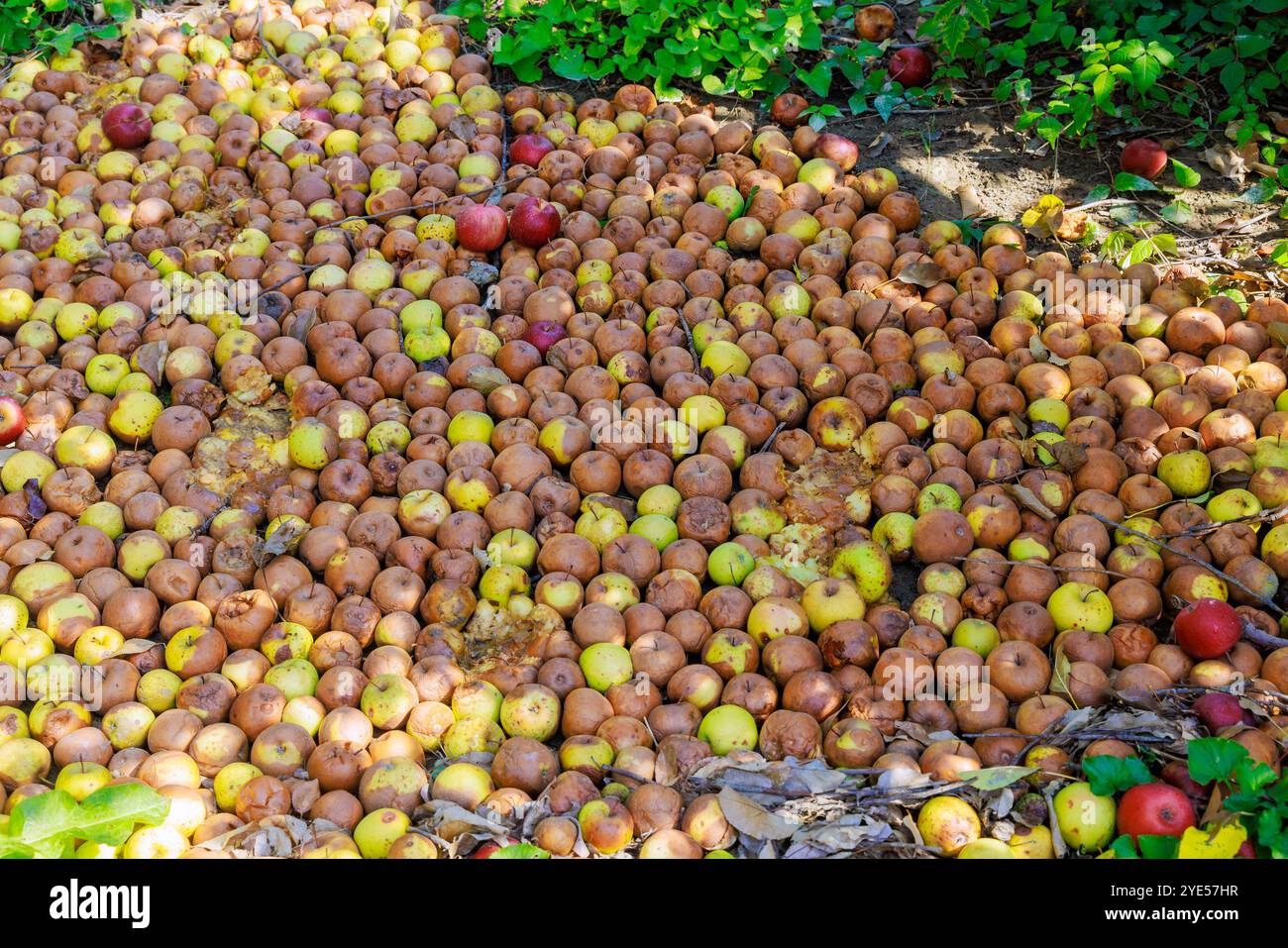 Apples that fall from trees rot in garden, diseases infected apples rot ...