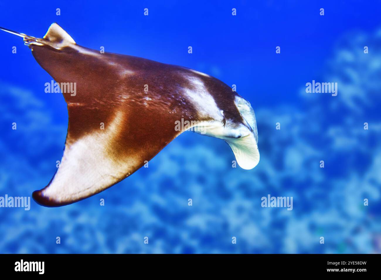 Manta ray in Indian Ocean - Maldives, near Thoddoo island Stock Photo ...