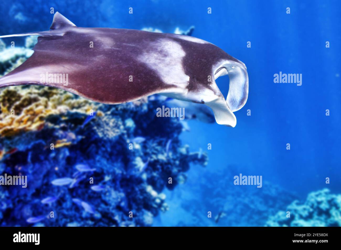 Manta ray in Indian Ocean - Maldives, near Thoddoo island Stock Photo ...