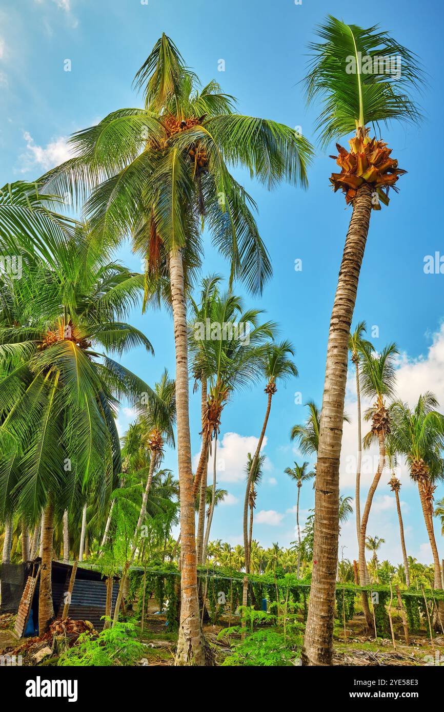 Coconut tree with fruits-coconuts,on a tropical island in the Maldives ...
