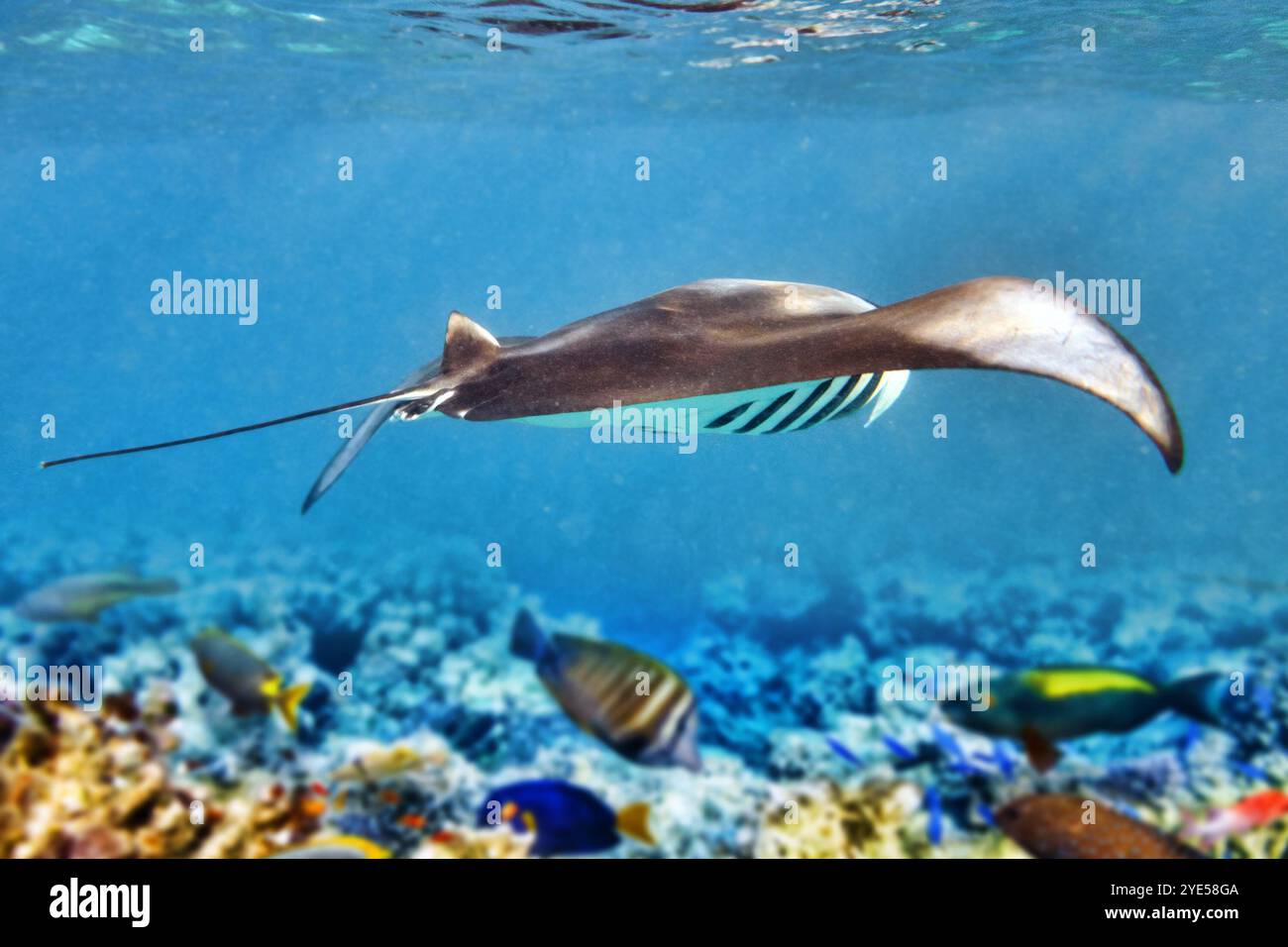 Manta ray in Indian Ocean - Maldives, near Thoddoo island Stock Photo ...