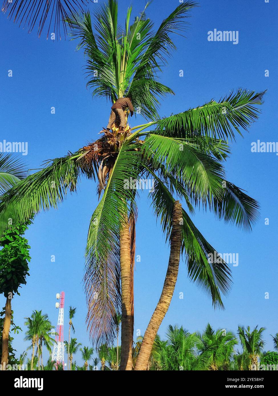 Coconut tree with fruits-coconuts,on a tropical island in the Maldives ...
