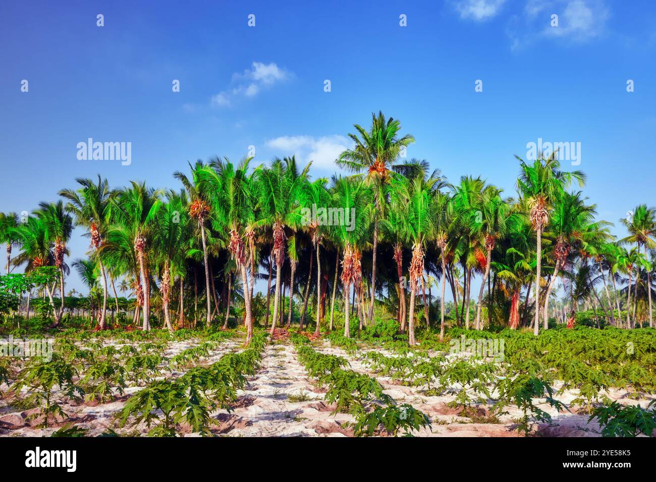 Coconut tree with fruits-coconuts,on a tropical island in the Maldives ...